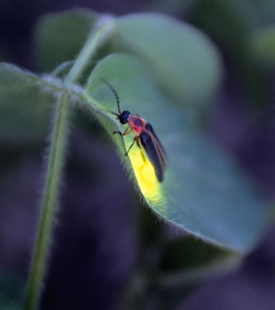 What makes a firefly's light? | Facts About All
