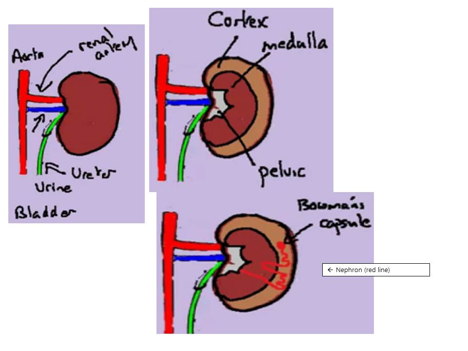 SooHyun IGCSE Bio: November 2011