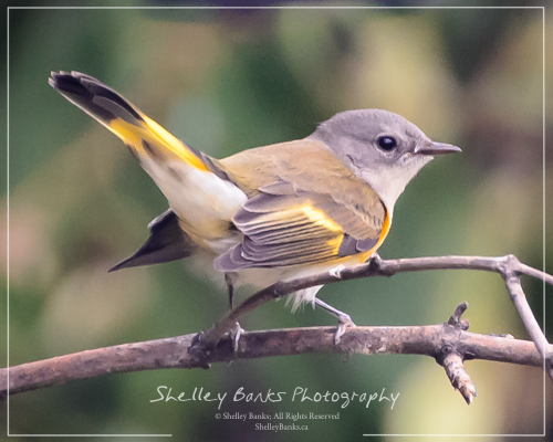 Prairie Nature: Yellow and Gray Immature Male American Redstart