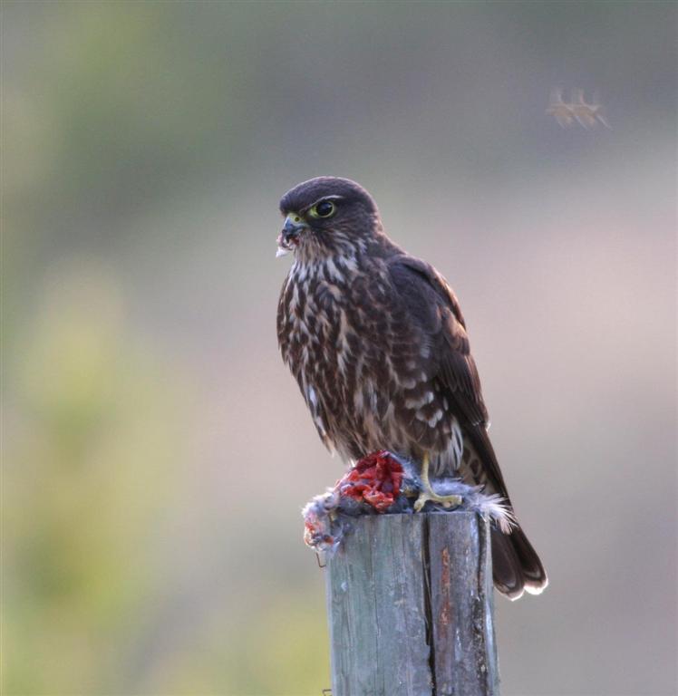 Wildcat Birding: My Favorite Place to Bird