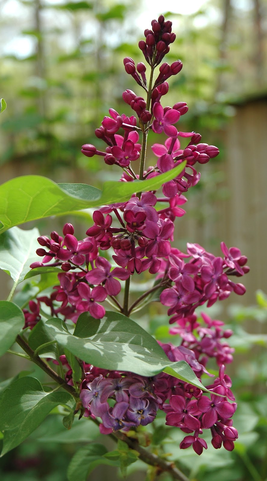 Tin Roof Gardens: Early April and the garden starts to emerge.