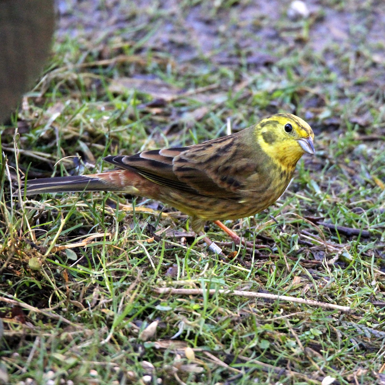 TrogTrogBlog: Bird of the week - Yellowhammer