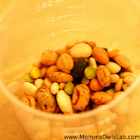 Momma Owl's Lab: Dissecting Bean Seeds