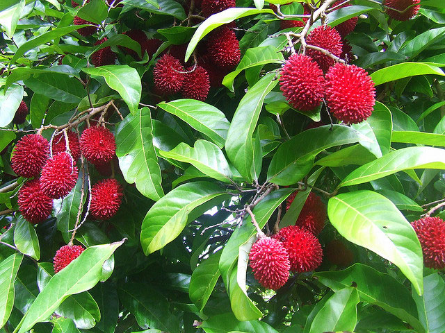 Bibit Pulasan - Larasati Garden