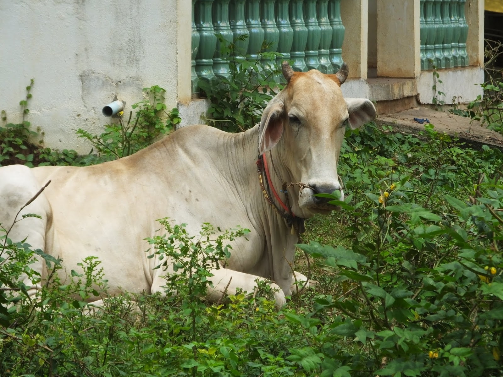 Cambodia cows