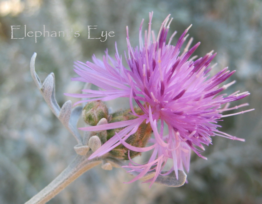 Elephant's Eye: Foreign flowers in December