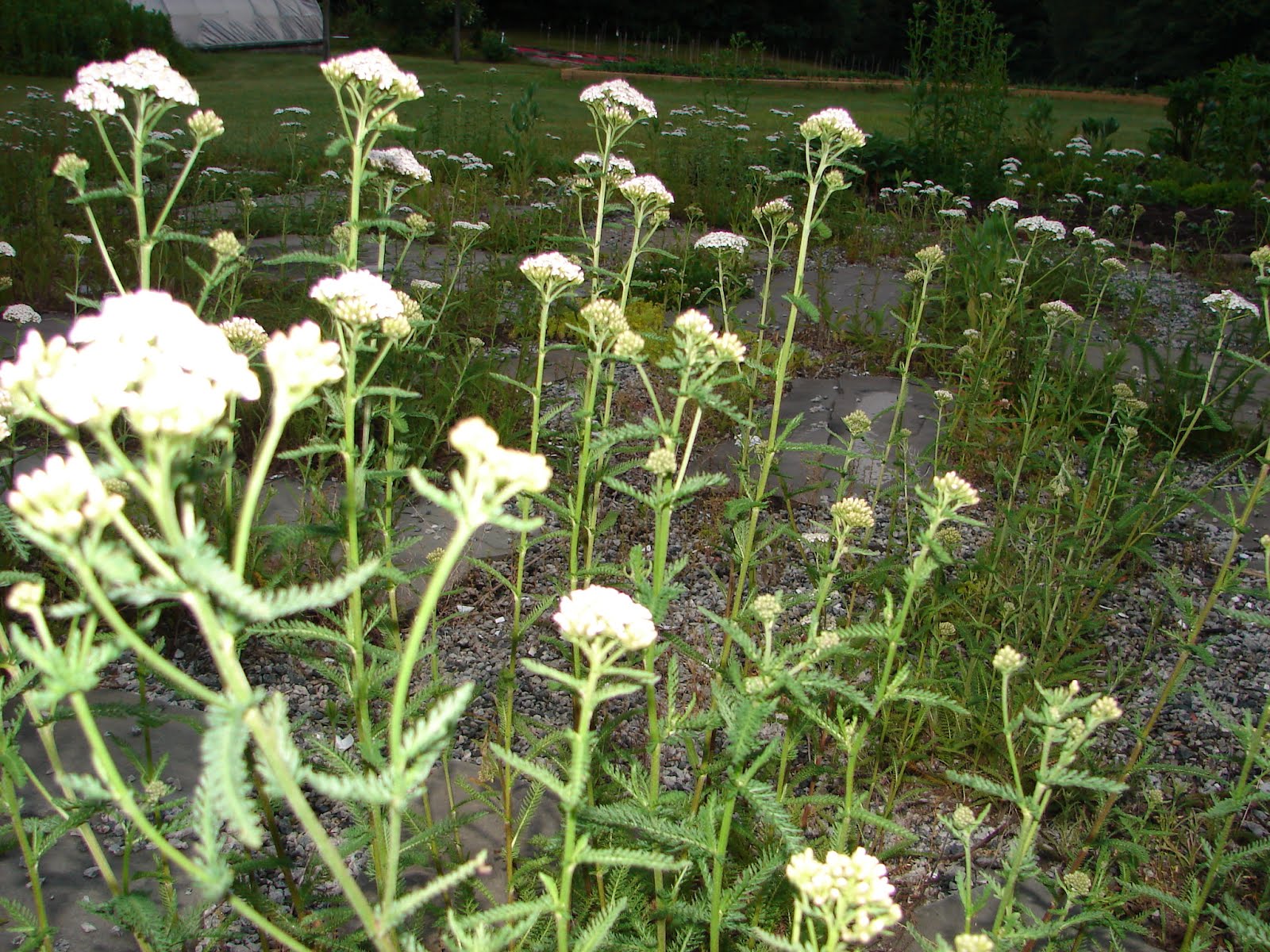 One Love Farm: Yarrow