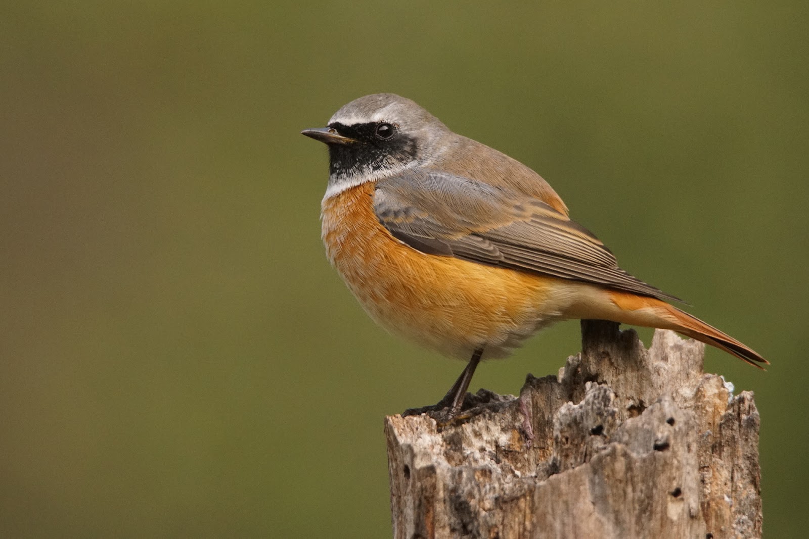 Pasión por las aves: Colirrojo real.(Phoenicurus phoenicurus)