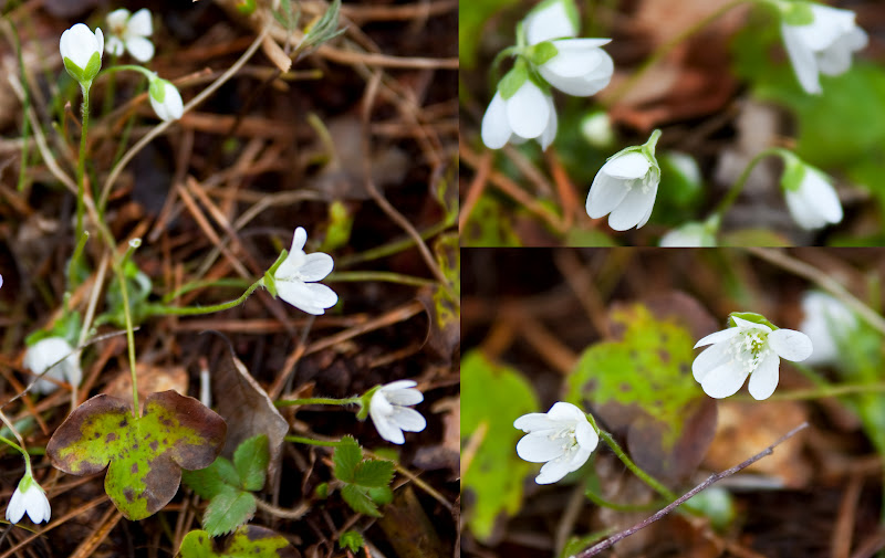 Kristian Nilsson Nature Photography: Blåsippa "Hepatica nobilis" 5 ...