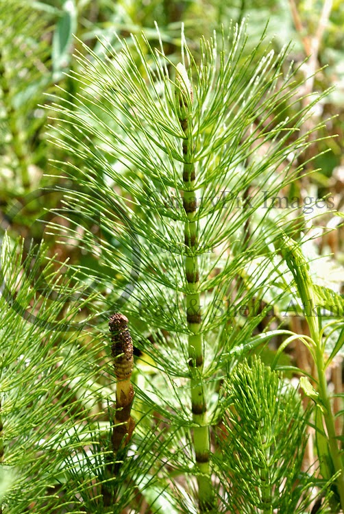 Preslica, poljska preslica, rastavić (equisetum arvence l) - Prirodno ...