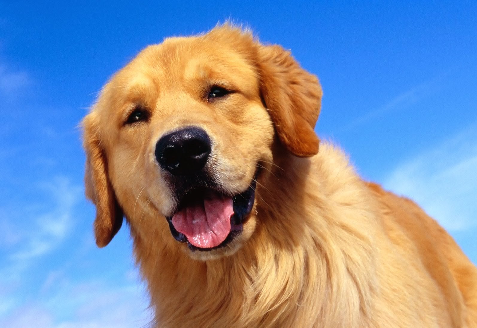 DE TODO UN POCO: ¿PORQUE LOS PERROS SON MAS FELICES QUE LOS HUMANOS ...