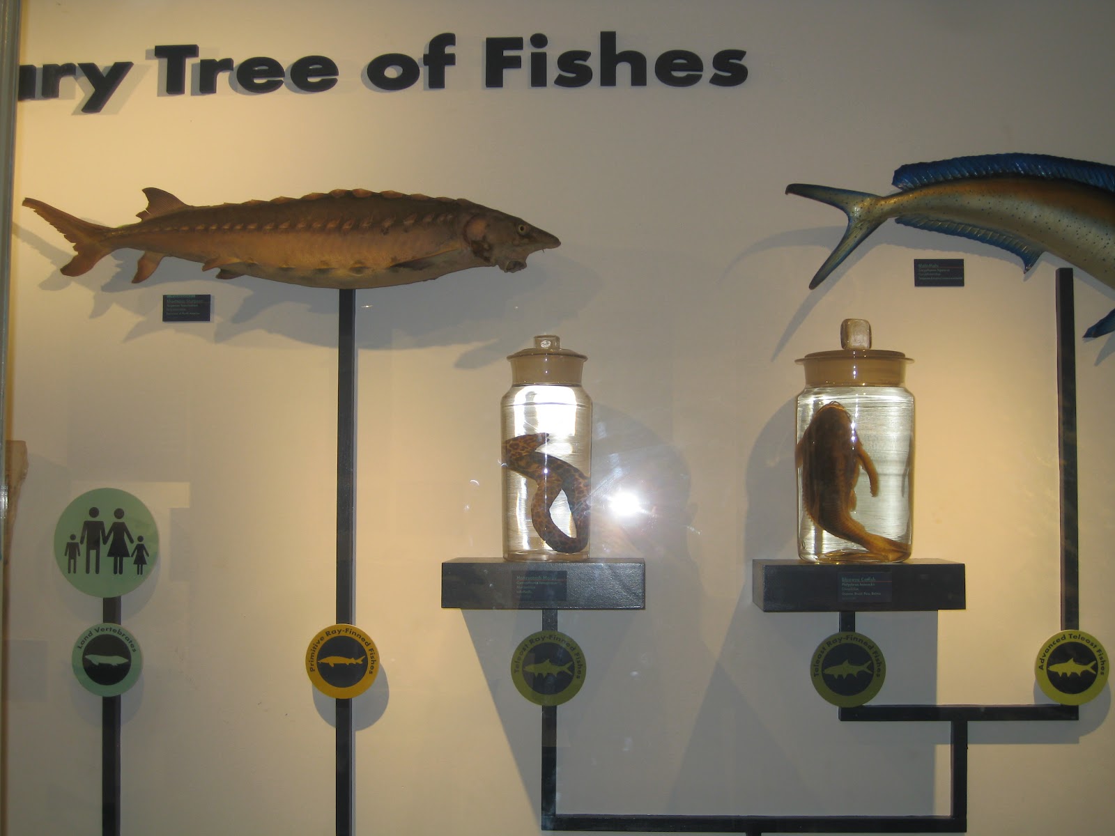 WHS AP Bio 2012: Byrne: Evidence of Evolution