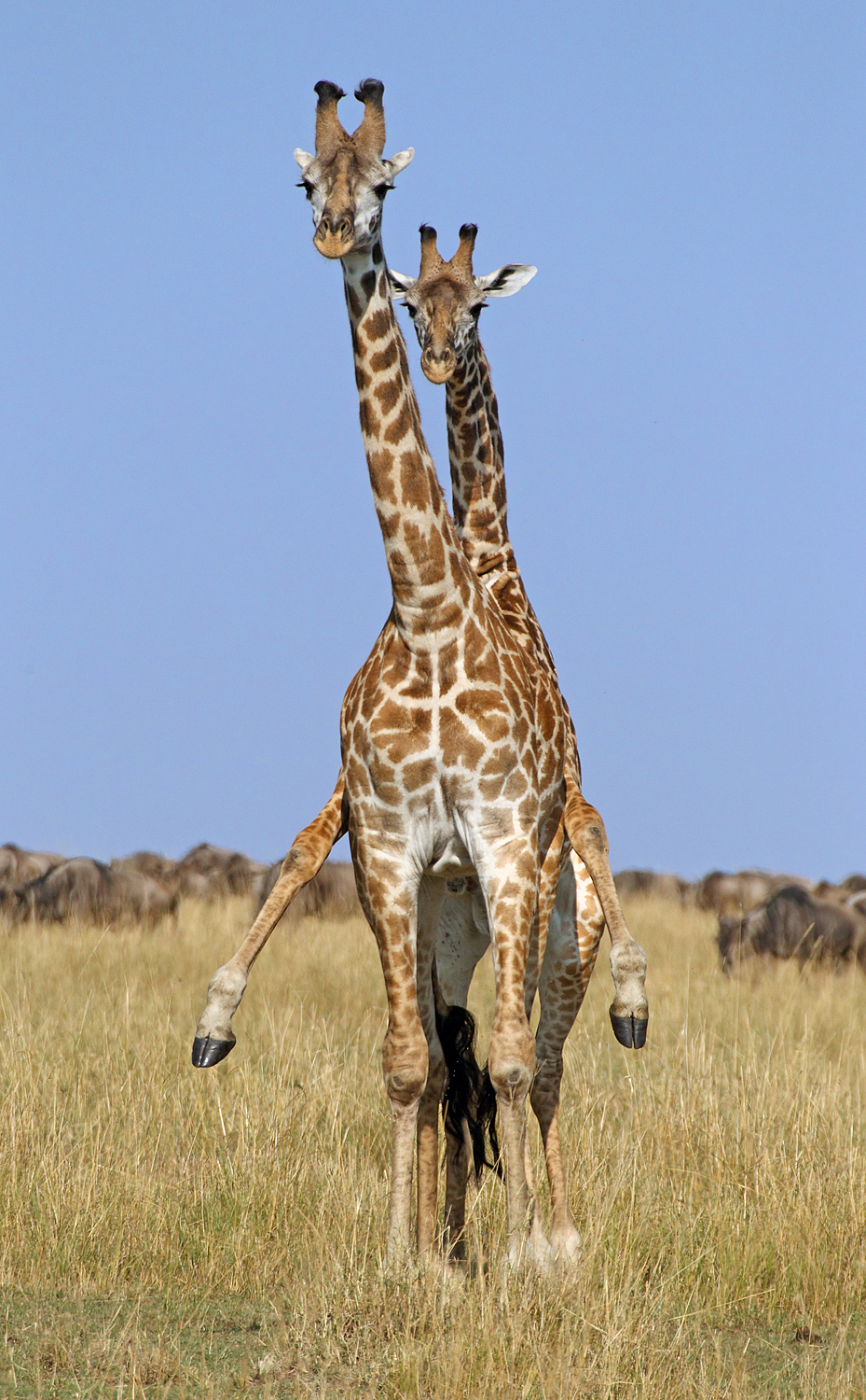 Top Flight Nature Photography: Photographing African wildlife with ...