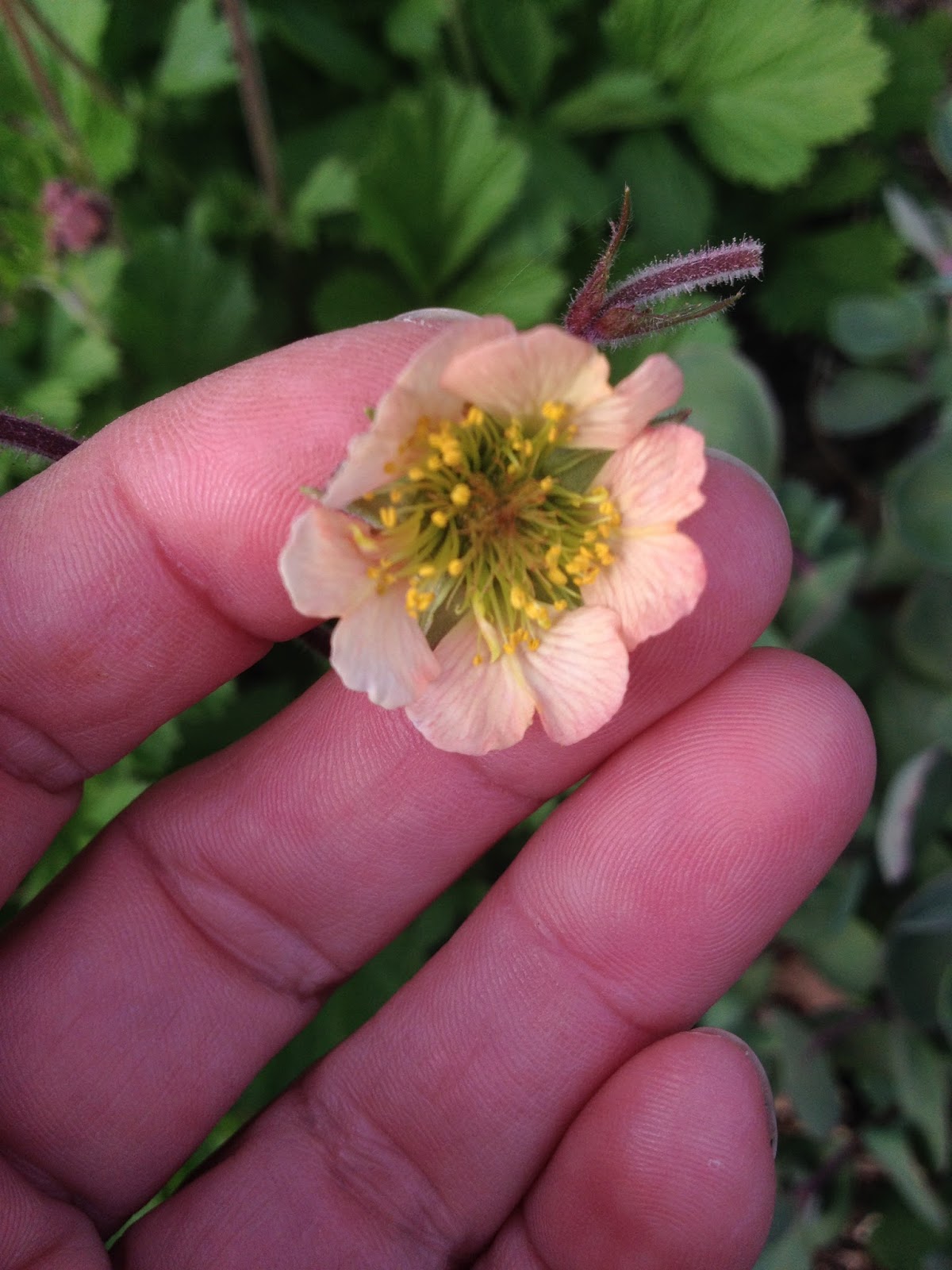 Blomstertøsens Have: Geum