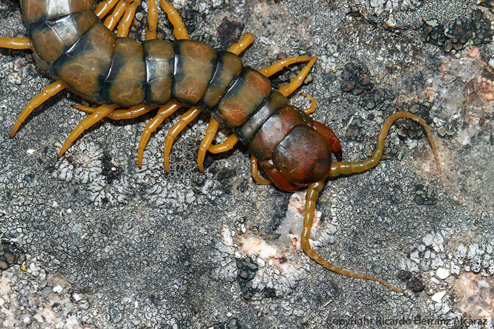 fotosricardo-h: ESCOLOPENDRA - Megarian banded centipede