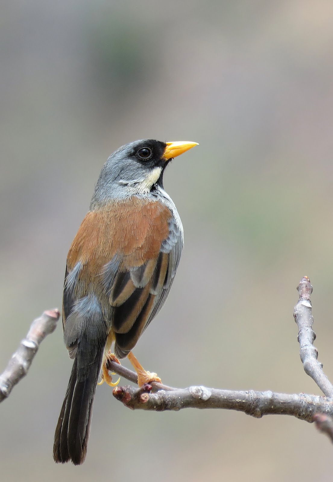 Aves de Cajamarca - Birds of Cajamarca - PERÚ