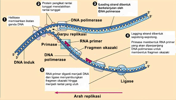 Proses Replikasi DNA (Lagi) - BRM