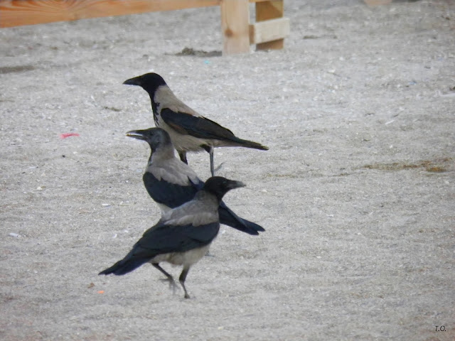 PASARI DIN ROMANIA: CIOARA GRIVA, Corvus cornix