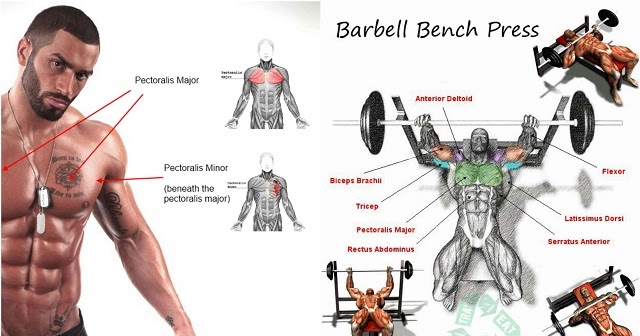 Muscle Building Basics: Upper Body Training