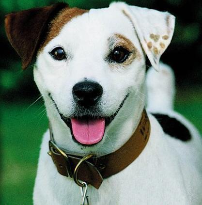 Jack Russell Terrier - Portugal: JRT's Famosos - Willowall Soccer ...
