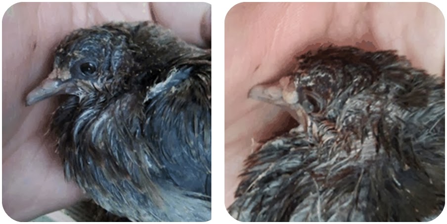 Mis amigas las palomas: Problemas oculares