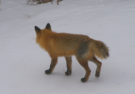Southern Rockies Nature Blog: A Red Fox with a Missing Tail