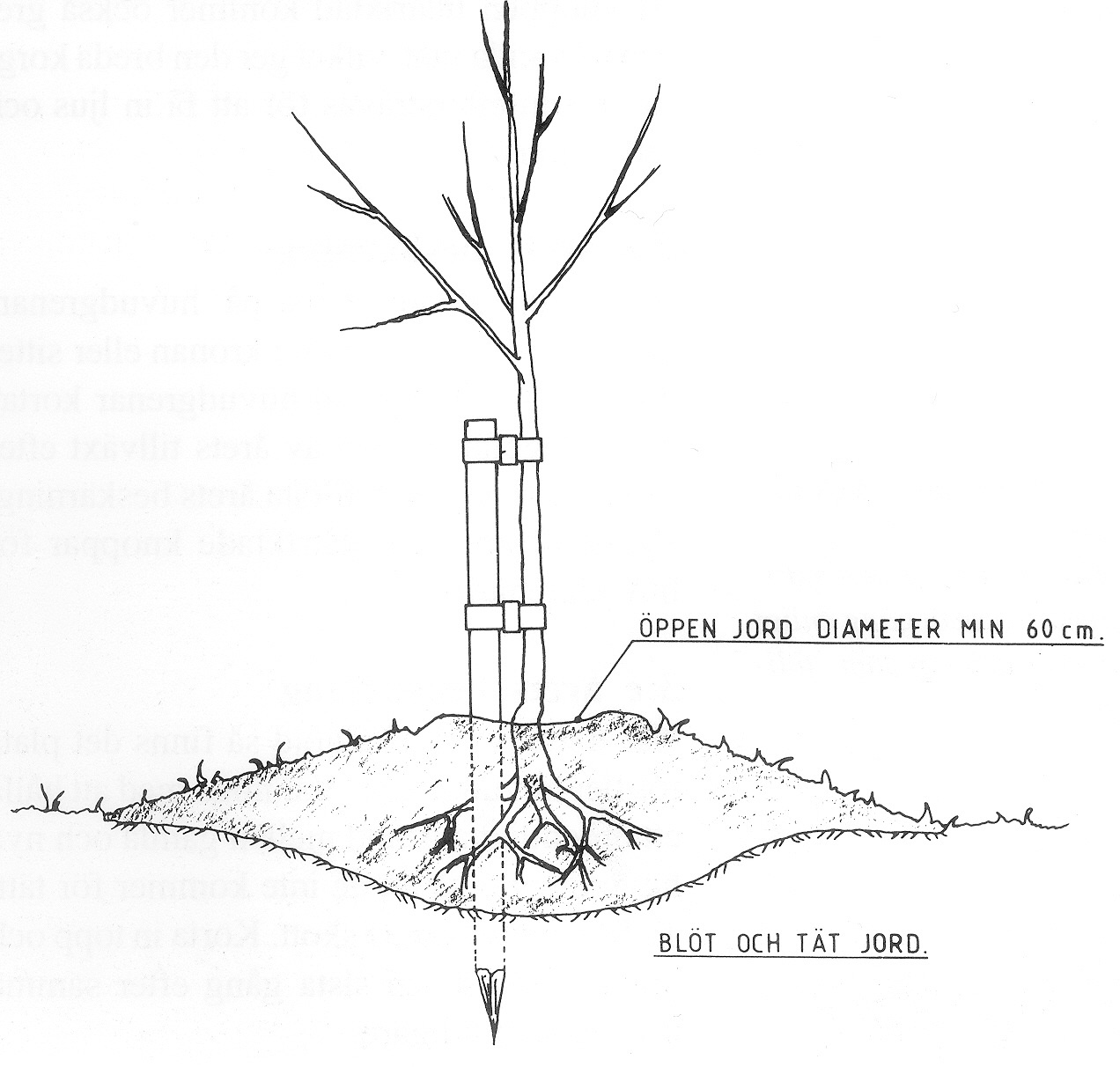 I huvudet på en trädgårdskonsulent: Plantering av fruktträd