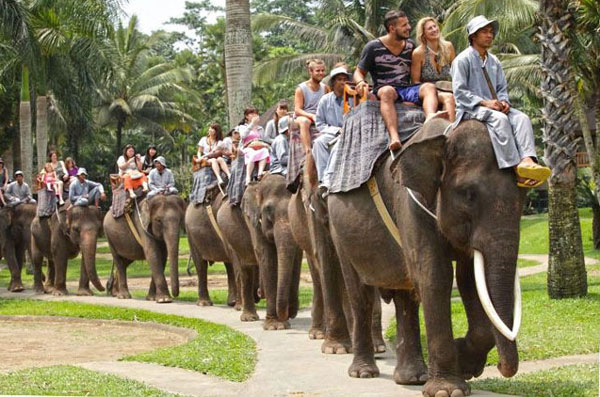 Bli Bali Melali: BALI ELEPHANT RIDE