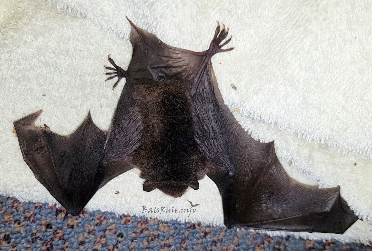 Rehab | Microbat in care | Myotis Macropus, Southern Myotis, Large ...