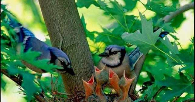 Klip7 Entretencion: Fotografia pajaritos azules con sus crias [17-8-17]