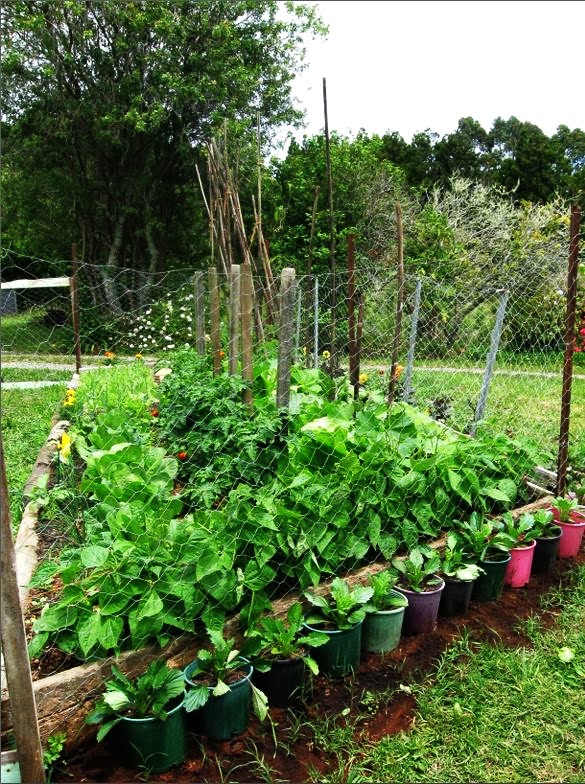 Happy Ramblings: The first month of my vegetable patch