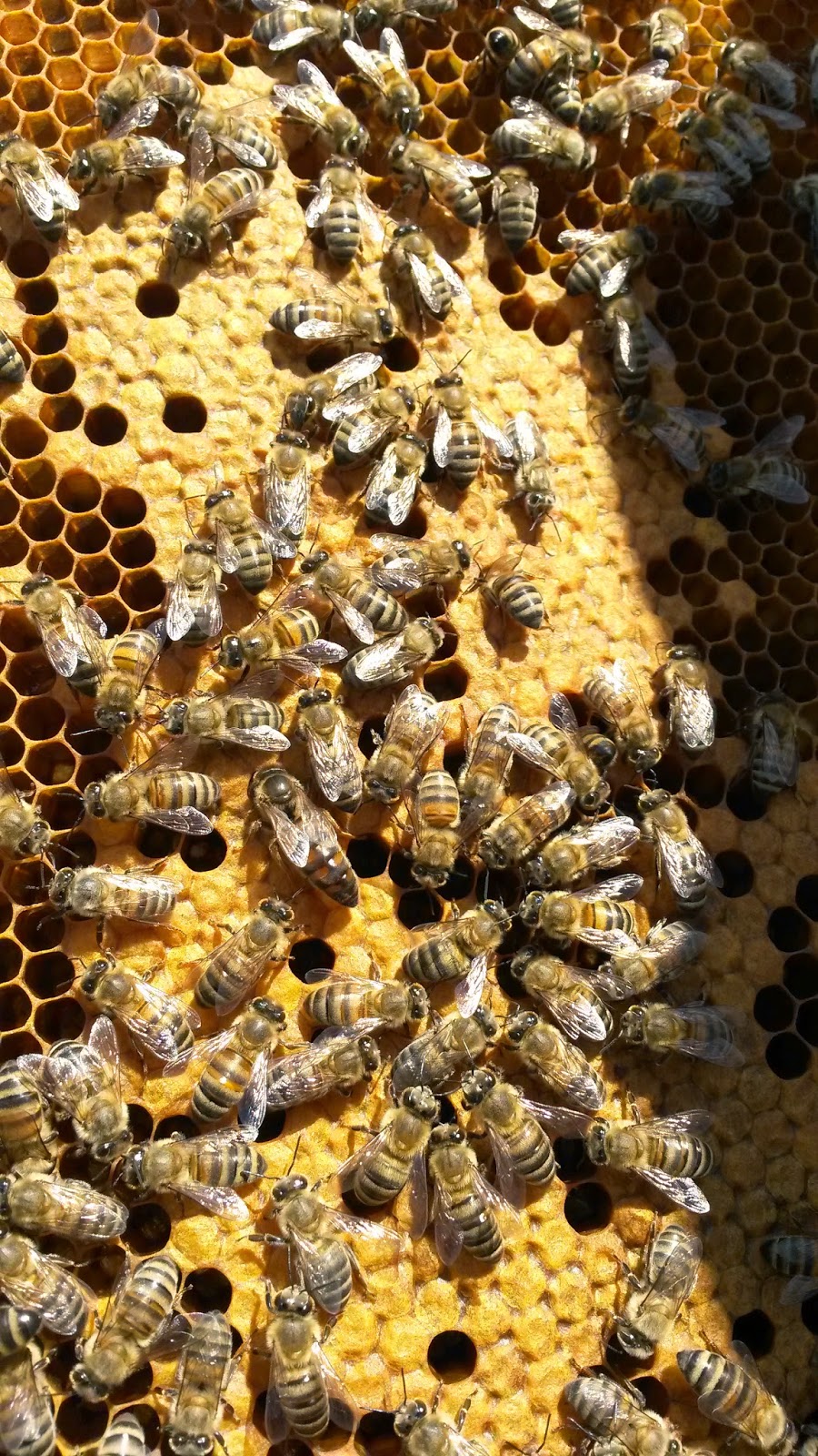 SERGEN BAL DÜNYASI: TRAKYA ARISI ANA ARI ÜRETİMİ