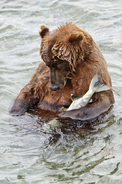 Animals I Admire: Bear and fish