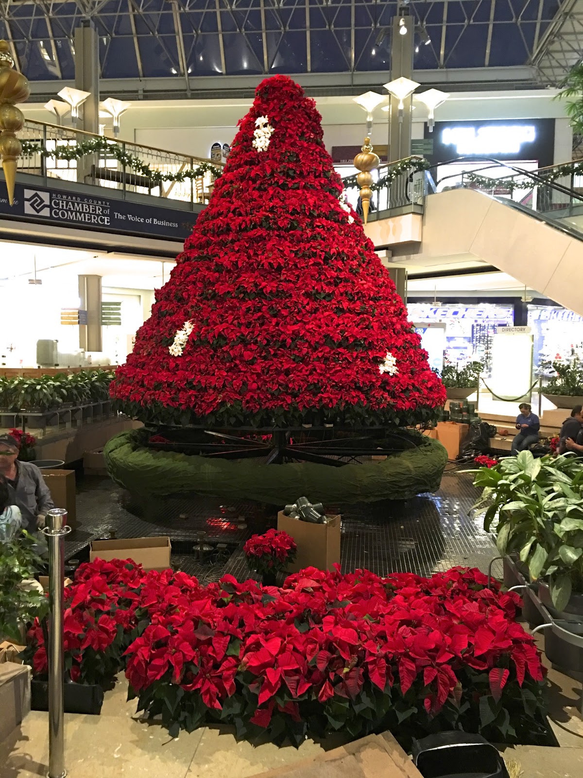 Autumn Walk @ Emerson: The Return of the Columbia Poinsettia Tree