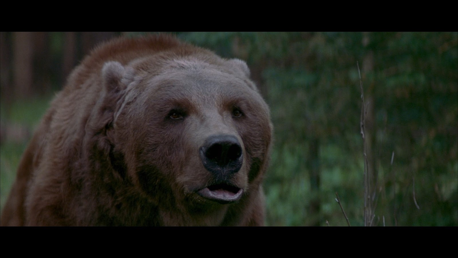 Jinete de la Noche - Cine Fantastico: Al filo del peligro - (1997)