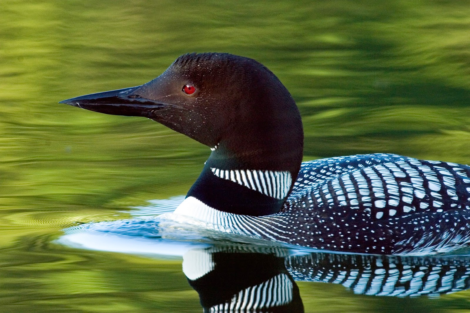 Waterbirds: Variation in the Vocal Behavior of Common Loons