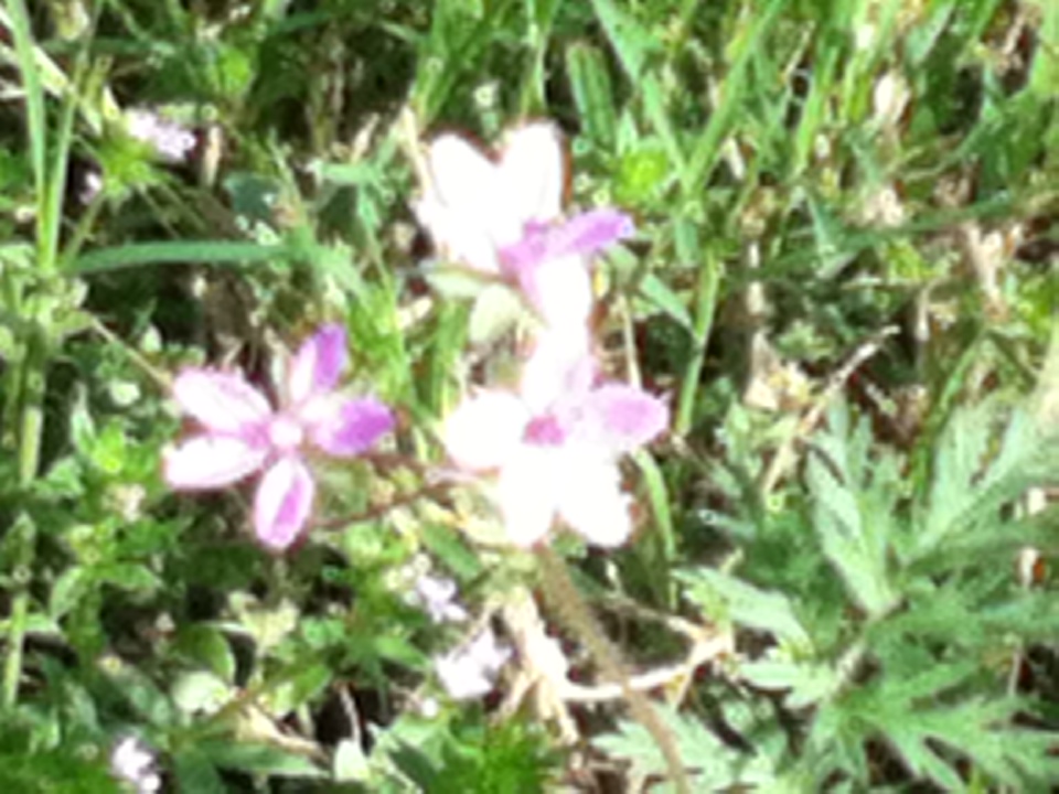 Photography Project: Close Up Examples