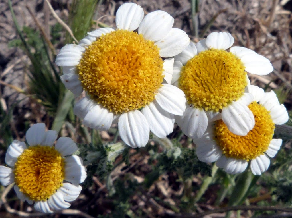 Taxonomía Plantae Magnoliopsida: Phylum Tracheophyta Clase ...