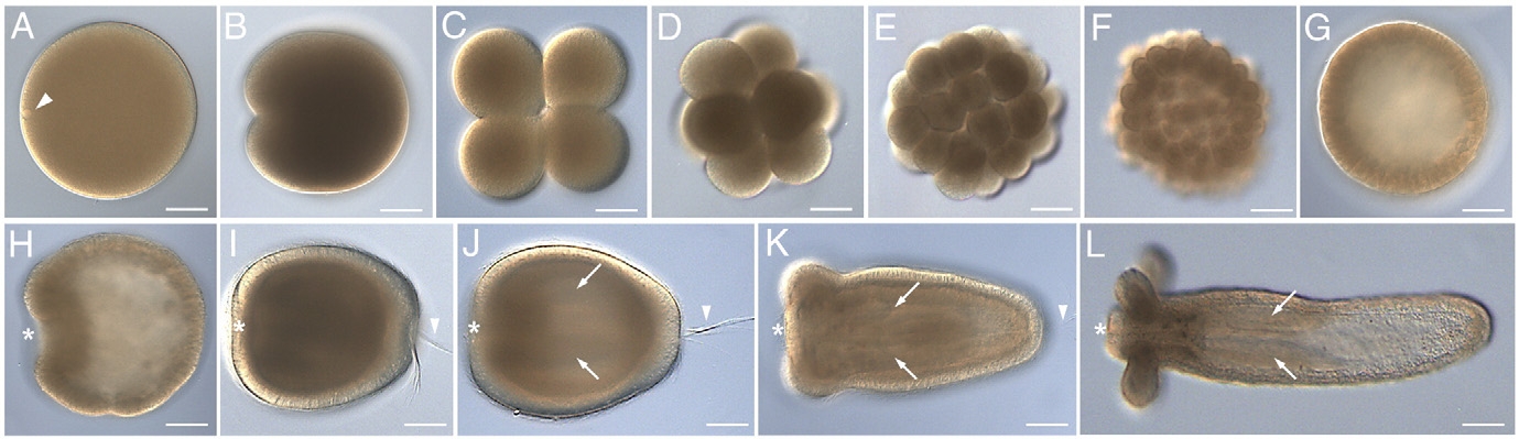 Treating Achondroplasia: Stem cell therapy for achondroplasia?
