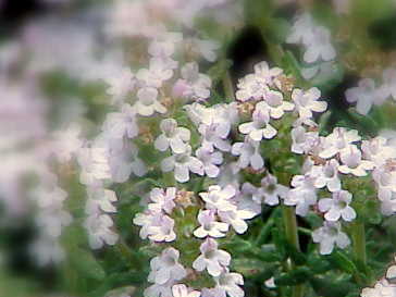 Timijan i njegova lekovita svojstva