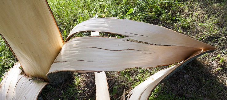 Fast Tree Removal Services Atlanta: Handling Tree Bark Damage