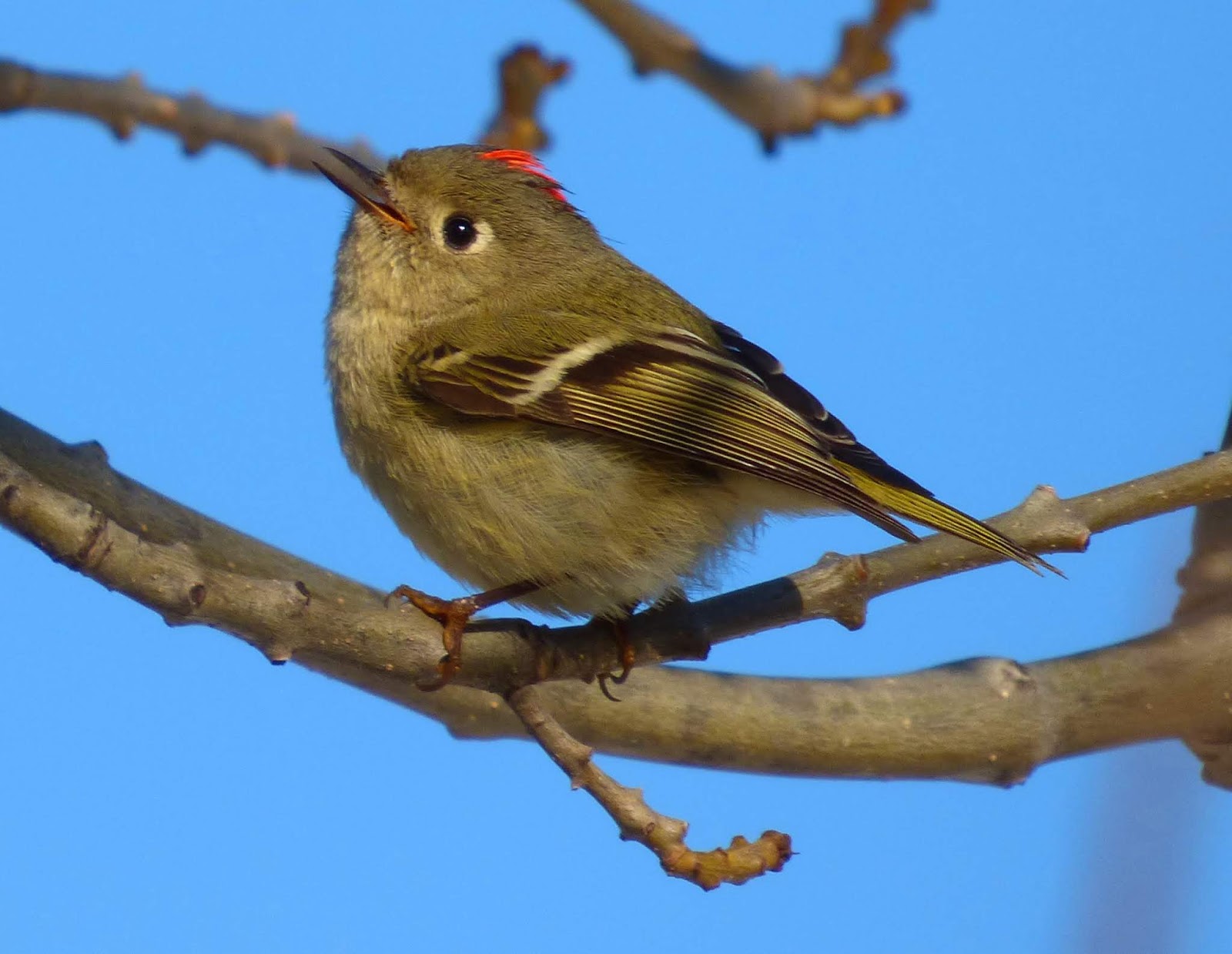 Geotripper's California Birds: Out of the Way-Back Machine: A Ruby ...