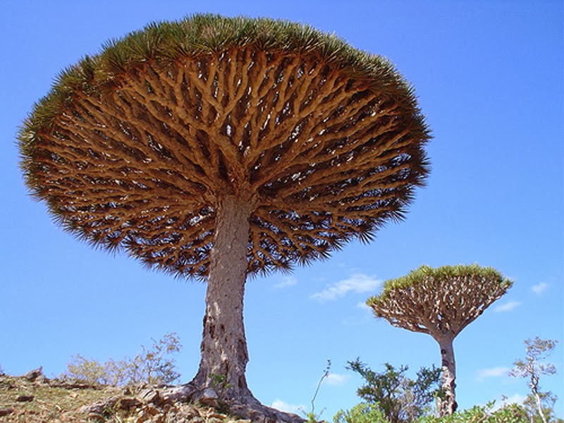 These Dragon Blood Trees Do Is Straight Out Of Mythology. Except It’s ...