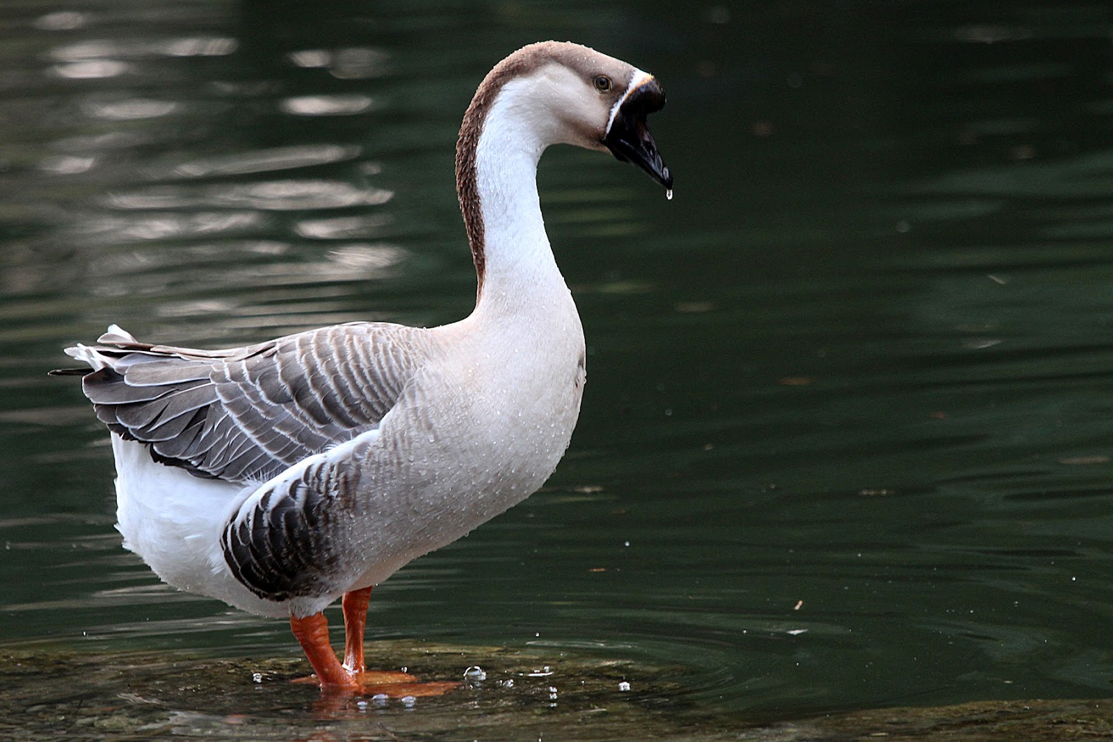 Foto naturalistiche: Oca cinese bruna femmina