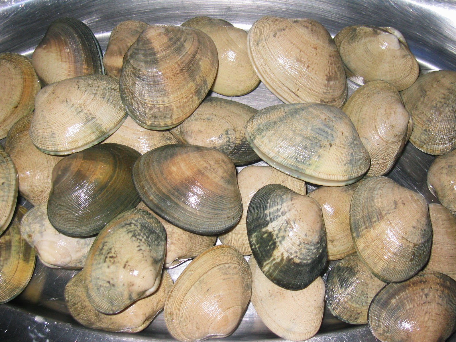 El rincón de Mundín: MARISCOS: LAS ALMEJAS: CLASES -I- DE -II ...