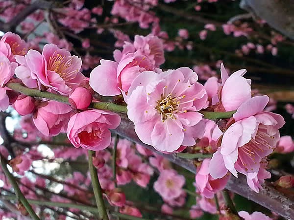 Flower Homes: Prunus mume Flowers