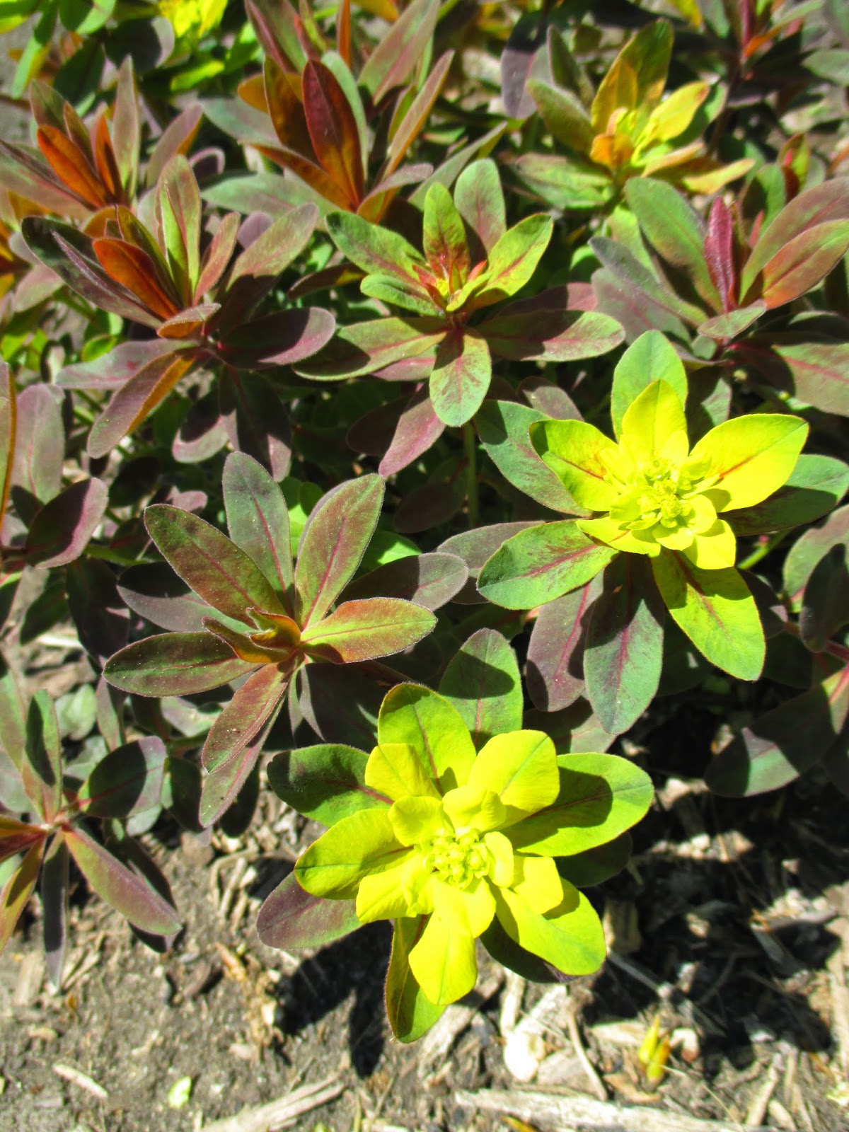 Rotary Botanical Gardens - Hort Blog: The Plant Sale Concludes