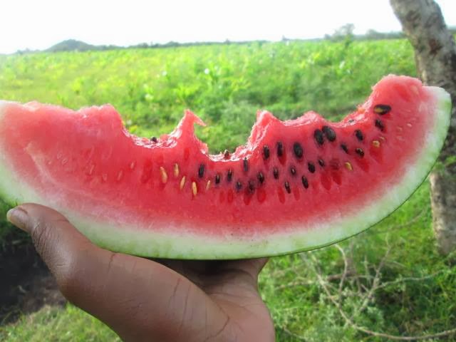 Living Water Lawn and Tree Care: Spokane Dandelions, African ...