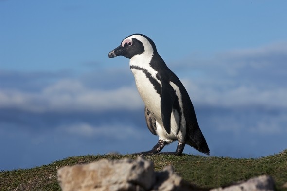 Kangfu Panda: 'Penguin' spotted near Portsmouth