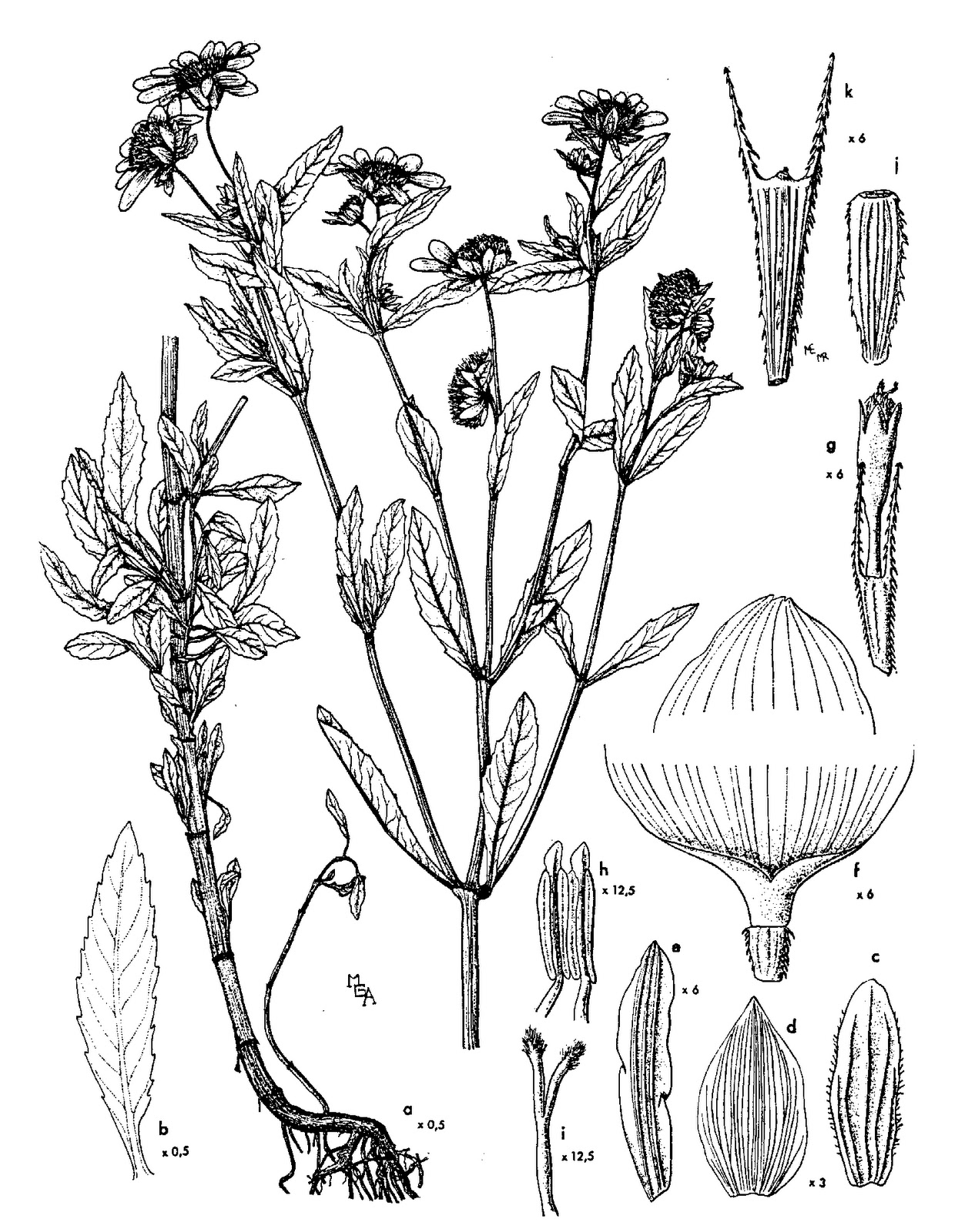 Malezas Comestibles: Amor Seco